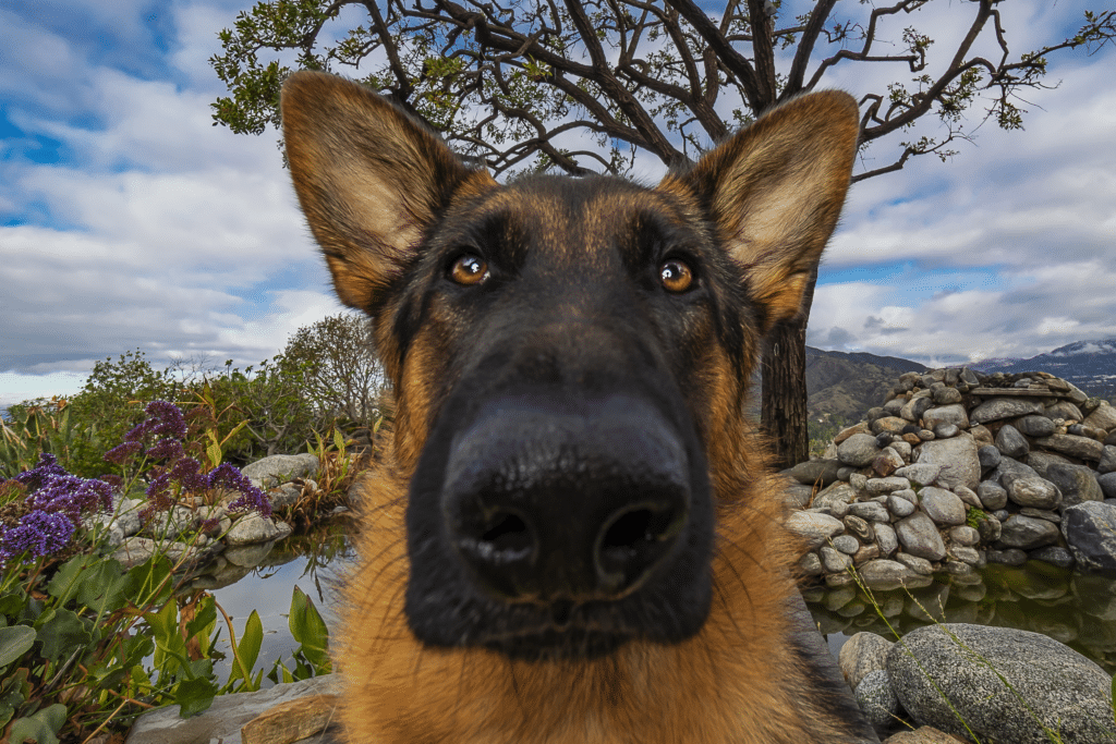 German Shepherd Rescues In Northern Virginia