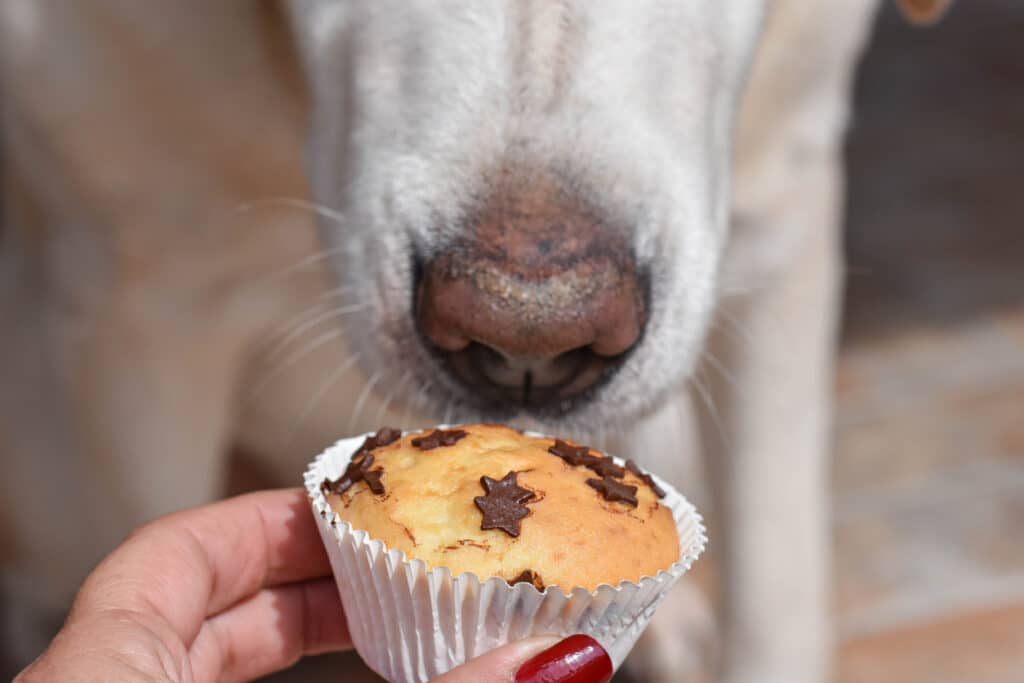 Best Dog Bakeries In Northern Virginia – Top 7 Picks