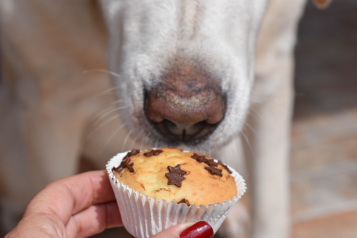 Best Dog Bakeries In Northern Virginia – Top 7 Picks