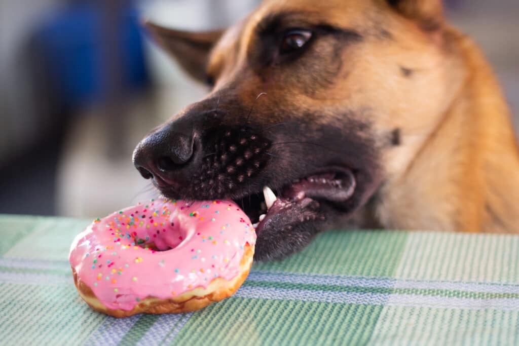 Best Dog Bakeries In Northern Virginia – Top 7 Picks