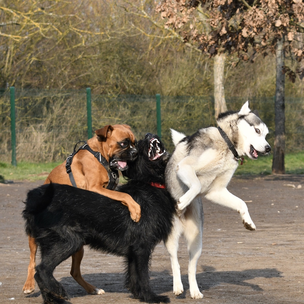 The Ultimate Guide To Dog Parks In Northern Virginia