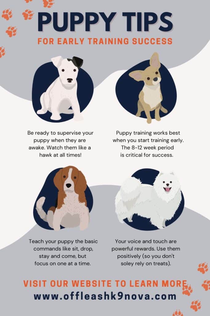 From Sit To Stay: Teaching Your Dog The Most Important Commands | Off ...