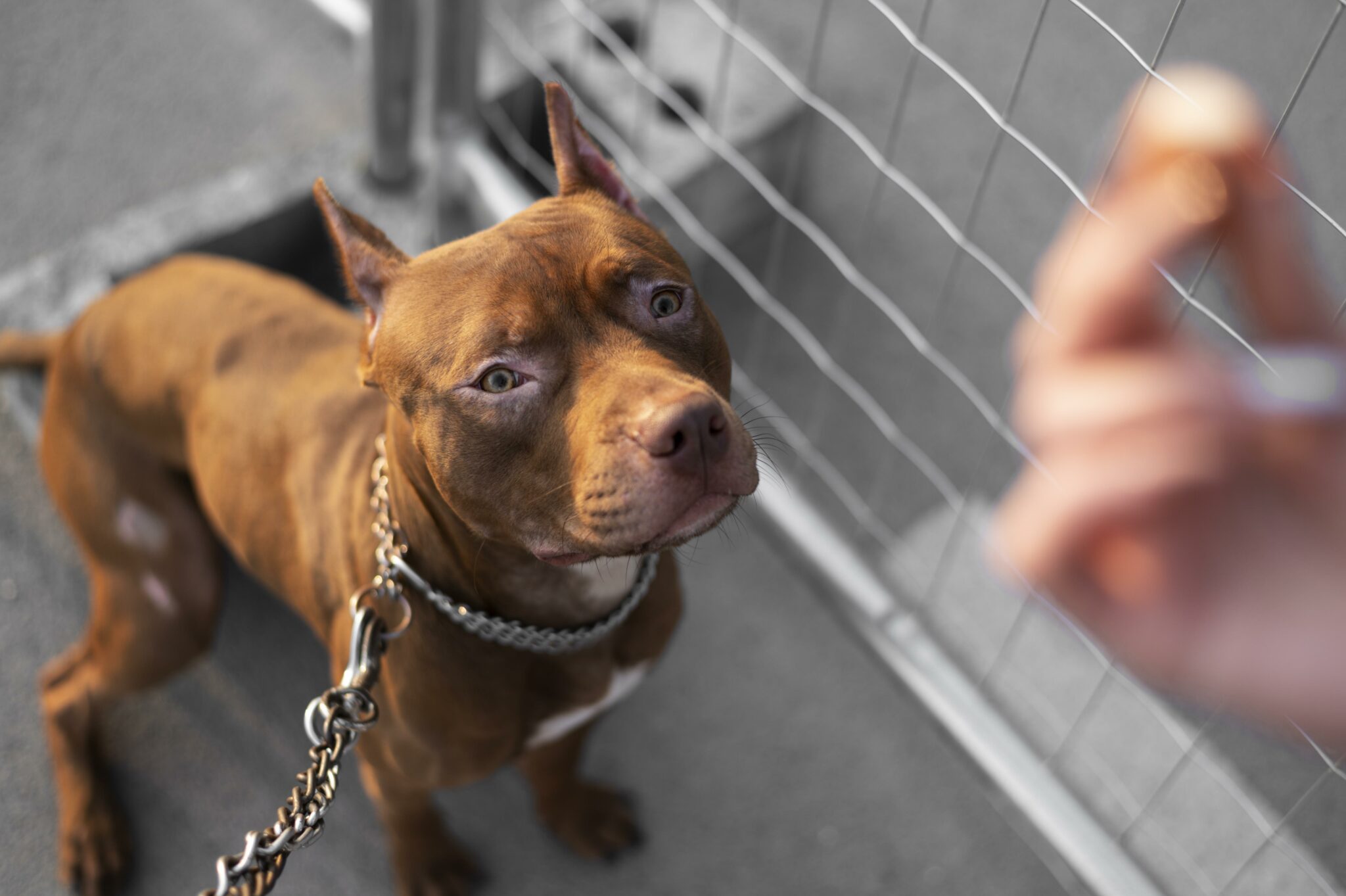 How To Train And Rehabilitate An Abused Dog: Steps To Build Trust And ...