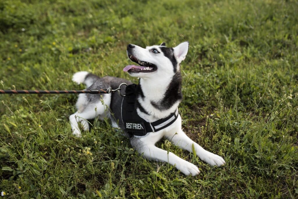 How To Train A Dog Who’s Never Been Trained Before: A Beginner’s Guide ...